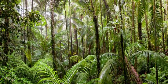 'Trees in Tropical Rainforest, Eungella National Park, Mackay ...