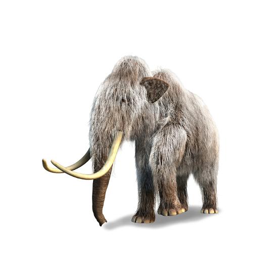 'Woolly Mammoth, White Background' Prints | AllPosters.com