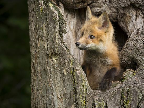 'USA, Minnesota, Minnesota Wildlife Connection. Red Fox in a tree ...