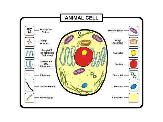 'Animal Cell' Posters - udaix | AllPosters.com