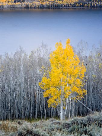 'Aspen trees in above Fish Lake. Fishlake National Forest, Utah, USA ...