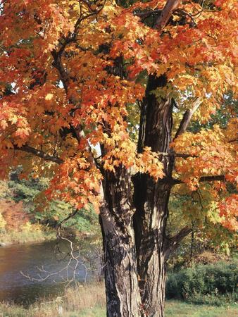 'Vermont, a Sugar Maple Tree, Acer Saccharum' Photographic Print ...