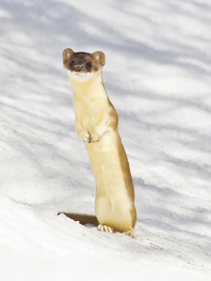 'USA, Wyoming, Long Tailed Weasel Standing on Hind Legs on Snowdrift ...