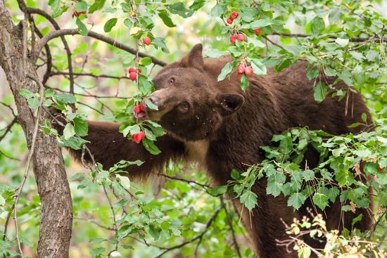 'Juvenile Black Bear Eating Fruit in Missoula, Montana' Photographic ...