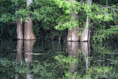 'Cedar Trees in Suwannee River, Florida, USA' Photographic Print ...