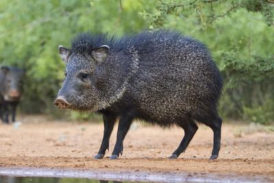 Starr County, Texas. Collared Peccary in Thorn Brush Habitat ...
