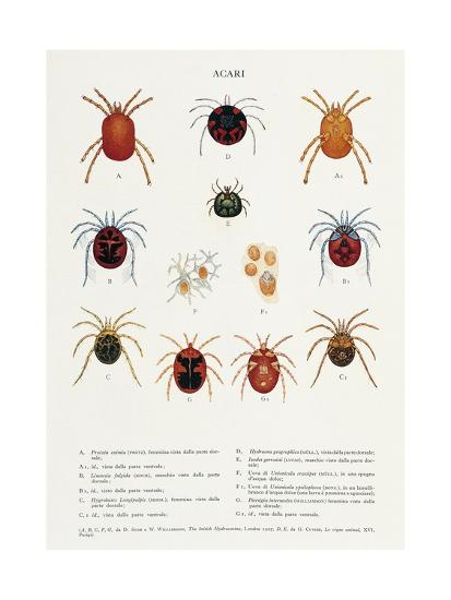 Types Of Mites Giclee Print At