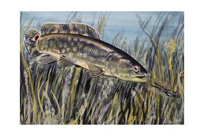 'Bowfin (Amia Calva), Amiidae, Drawing' Giclee Print | AllPosters.com