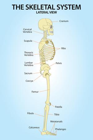 'Skeletal System Lateral View Anatomy' Posters | AllPosters.com