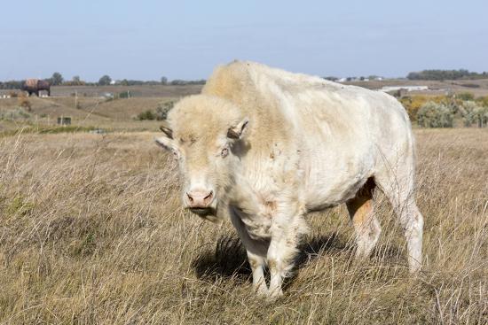 Female Albino Buffalo, White Cloud, Jamestown, North Dakota, USA ...