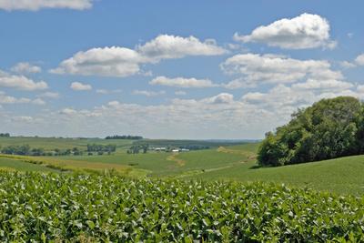 'Corn Field, Nebraska, USA' Photographic Print - Michael Scheufler ...