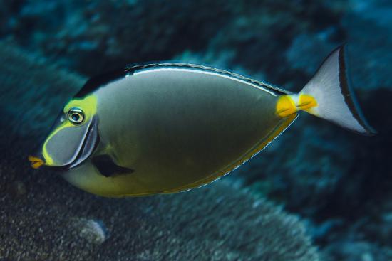 'Orange Spine Unicorn Fish (Naso Lituratus), Rainbow Reef, Fiji ...