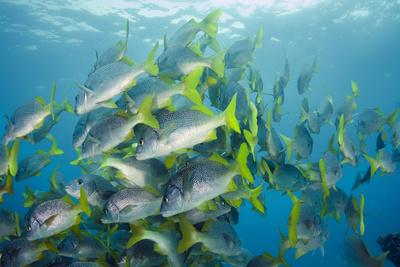 'Yellowtail Grunt, Galapagos Islands, Ecuador' Photographic Print ...