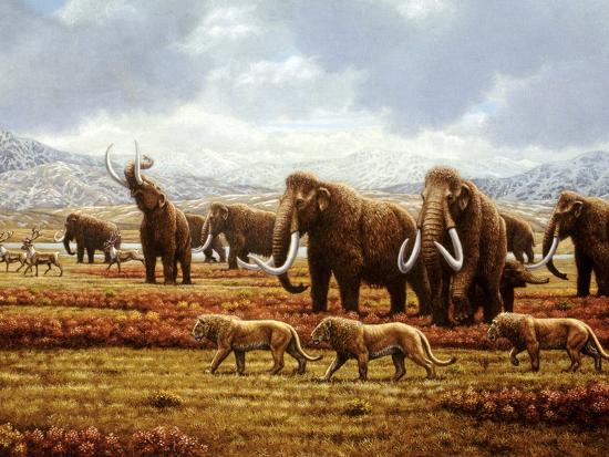 'Woolly Mammoths' Photographic Print - Mauricio Anton | AllPosters.com