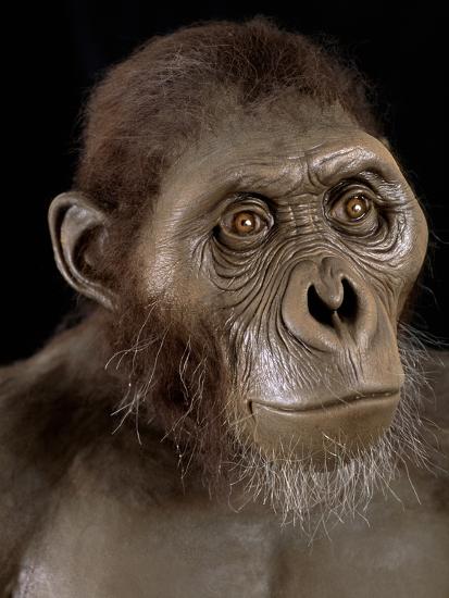 'Australopithecus Afarensis' Photographic Print - Javier Trueba ...