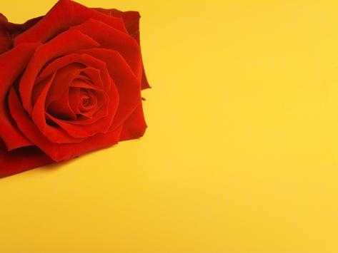 'Red rose' Photographic Print | AllPosters.com