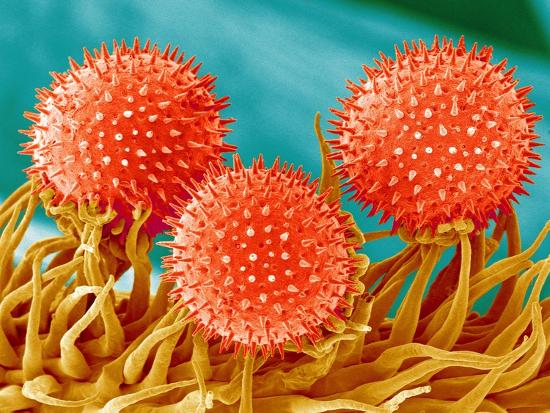 'Mallow Plant Pollen Magnified 300 Times' Photographic Print - Micro ...