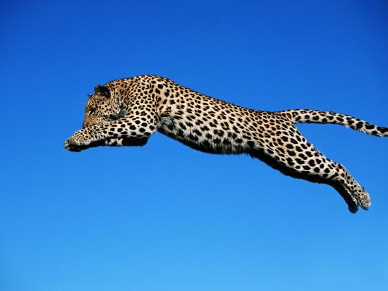 'Leopard Jumping' Photographic Print | AllPosters.com