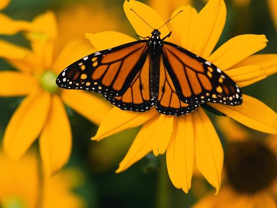 'Monarch Butterfly on Yellow Flower' Photographic Print - Darrell Gulin ...