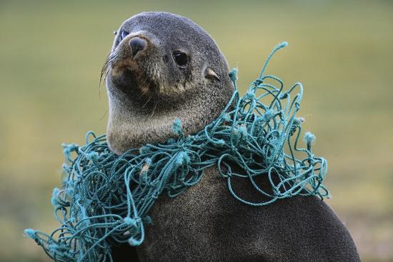 'Fishing Net Caught around Fur Seal's Neck' Photographic Print - Paul ...