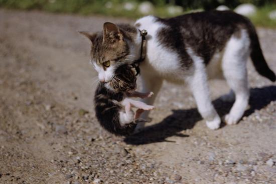 'Cat Carrying a Kitten' Photographic Print | AllPosters.com