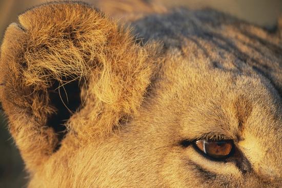 Close Up Of Lion s Ear Photographic Print AllPosters close-up-of-lion-s-ear-photographic-print-allposters