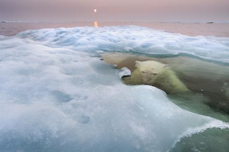 The Ice Bear Photographic Print by Paul Souders at AllPosters.com