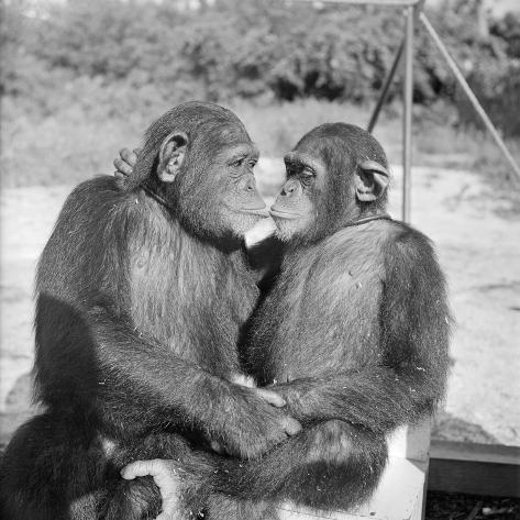 'Two Chimpanzees Hugging' Photographic Print - Michael J. Ackerman ...