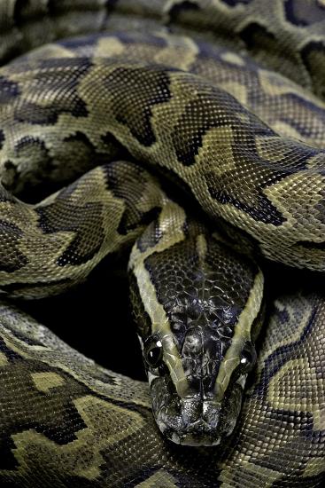 Python Sebae (African Rock Python) Photographic Print by Paul Starosta ...