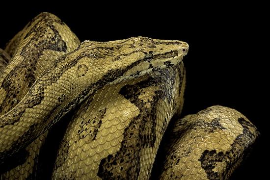 Candoia Paulsoni (Solomon Island Ground Boa) Photographic Print by Paul ...