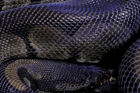 'Python Regius F. Melanistic (Royal Python, Ball Python)' Photographic ...