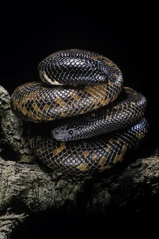 'Calabaria Reinhardtii (Calabar Ground Python, African Burrowing Python ...