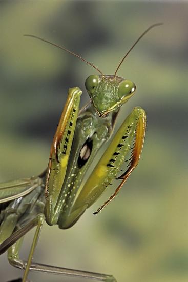 Mantis Religiosa (Praying Mantis) - in Defensive Posture, Threat ...