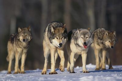 'Gray Wolf Pack in Snow' Photographic Print - DLILLC | AllPosters.com