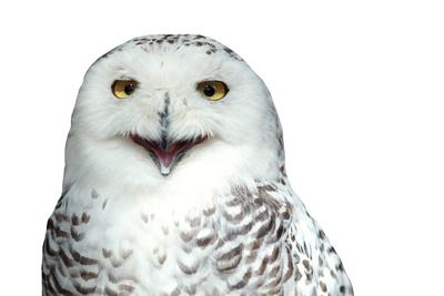 'Snowy Owl (Bubo Scandiacus) Smiling And Laughing Isolated On White ...