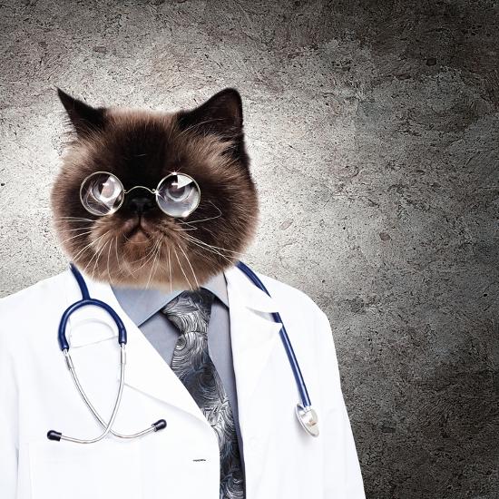 'Funny Fluffy Cat Doctor In A Robe And Glasses. Collage' Photographic ...