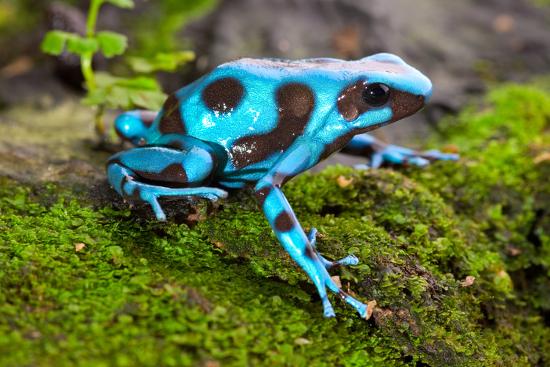 'Frog in Tropical Rain Forest Blue Poison Dart Frog Dendrobates Auratus ...