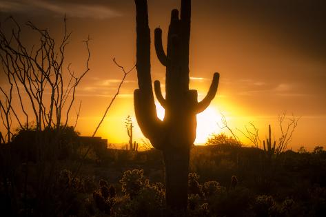 Arizona Landscape, Sunset Saguaro in Silhouette over Desert ...