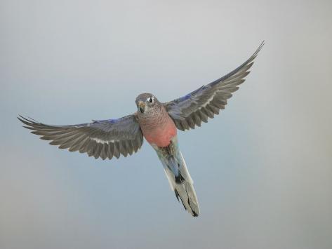 Bourkes Parakeet Male in Flight Front View Photographic Print at ...