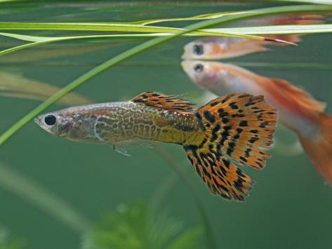 'Guppy and Millionfish' Photographic Print - | AllPosters.com