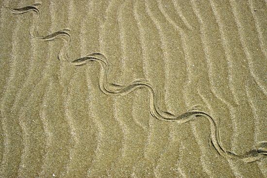 'Grass Snake Tracks in Sand Dunes Desert' Photographic Print - Andrey ...