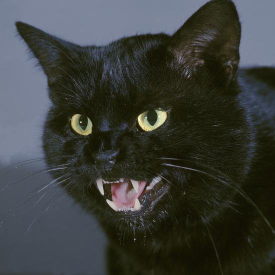 'Black Cat Close-Up of Face, Snarling' Photographic Print | AllPosters.com