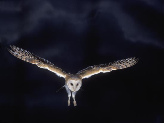 'Barn Owl in Flight, at Night' Photographic Print | AllPosters.com
