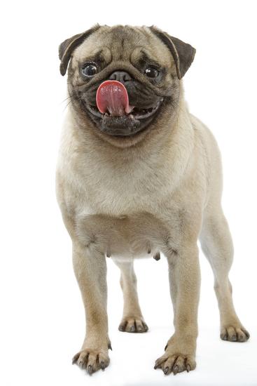 'Pug Dog Licking its Lips' Photographic Print | AllPosters.com