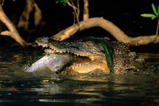 'Saltwater Crocodile Eating Barramundi' Photographic Print | AllPosters.com