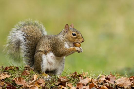 'Grey Squirrel Finding Acorn Amongst Autumn Leaves' Photographic Print ...