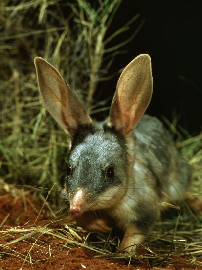 'Bilby, Rabbit-Eared Bandicoot Central Australian Desert' Photographic ...