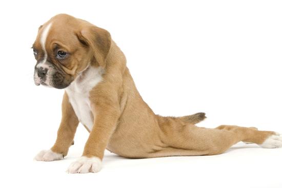 'Boxer Puppy in Studio Sitting with Back' Photographic Print ...