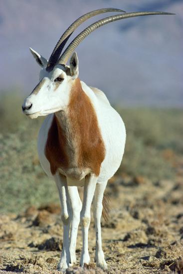 'Scimitar-Horned Oryx' Photographic Print | AllPosters.com