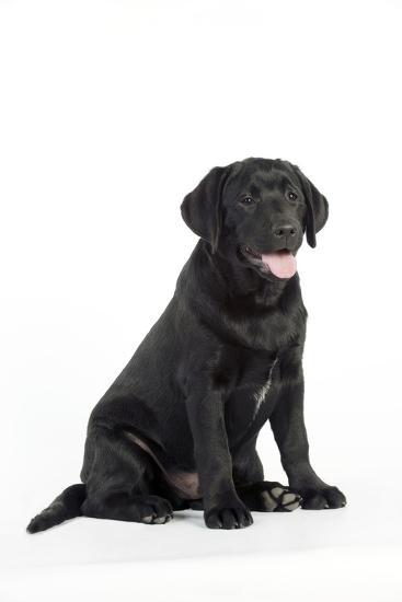 'Black Labrador Sitting' Photographic Print | AllPosters.com